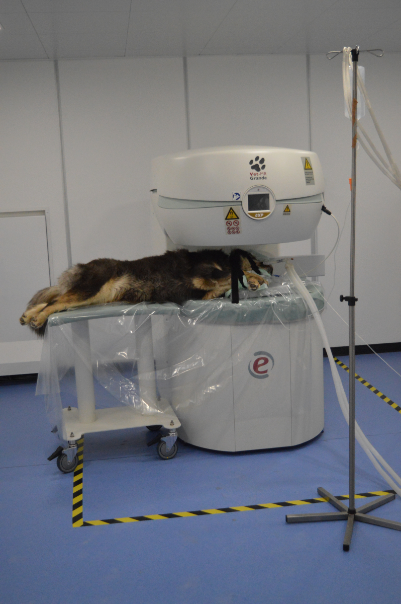 MRI- of NMR-scan | Orsami: Medische beeldvorming Universiteit Gent