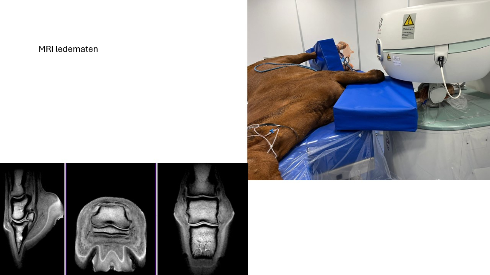 MRI large animals | Orsami: Medische beeldvorming Universiteit Gent